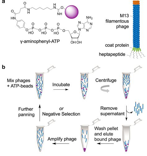 Screening For Atp‐binding Heptapeptides Using Phage Display Download Scientific Diagram