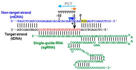 Cas Protein Cas9蛋白作用机制详解 知乎