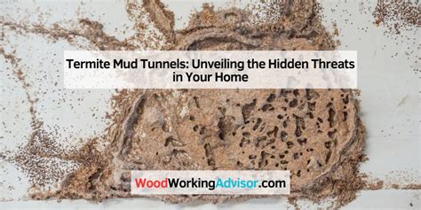 Termite Mud Tunnels Unveiling The Hidden Threats In Your Home