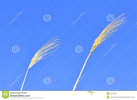 Miscanthusswitch Grass In Winter Stock Image 29342035