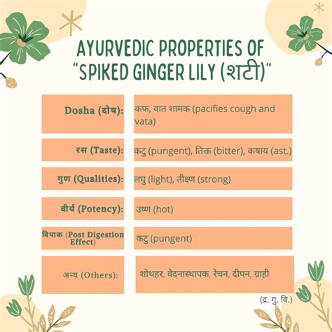 शटी Shati — Herbal Arcade