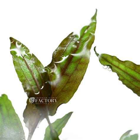 Cryptocoryne Usteriana Tissue Culture Apf Aquarium Plants Factory®
