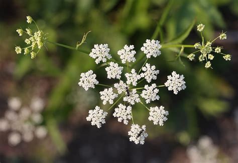 21 Rare Vegetables That Are Worth The Hunt