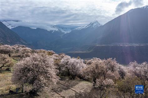 西藏：花开南迦巴瓦（图） 新华网西藏频道