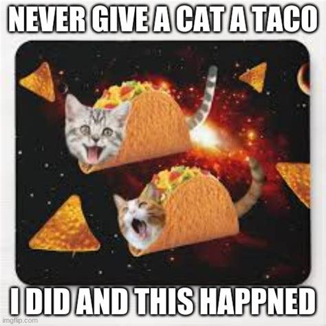 Never Give A Cat A Taco Imgflip