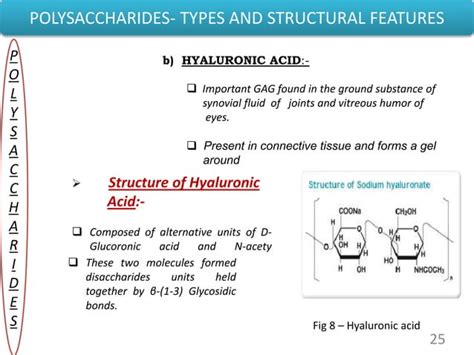 Polysaccharides Types And Structural Features Pptx