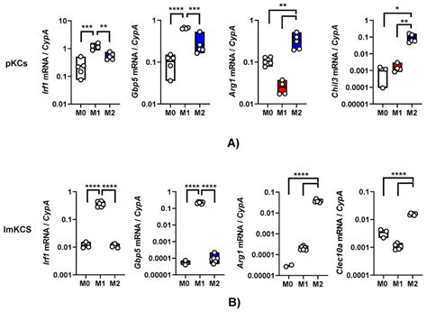 Primary And Immortal Kupffer Cells Polarize Towards M1 And M2a Like Download Scientific