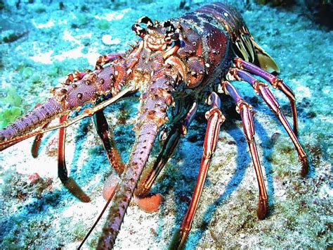 What Lobster Has No Claws A Detailed Look At Clawless Lobster Species