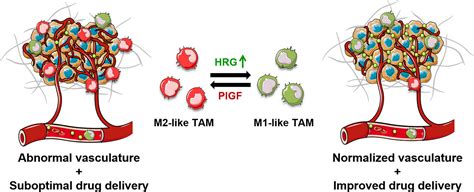 Dr Benjamin Weber Barz Lab