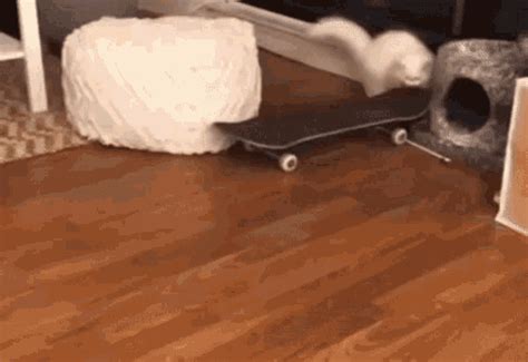 Cat Skating Cat  Cat Skating Cat Discover And Share S