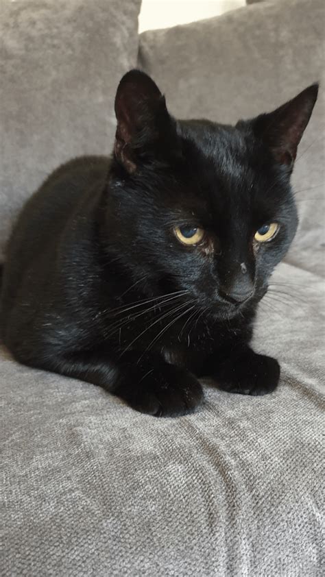 Ancient Void R Voidcats