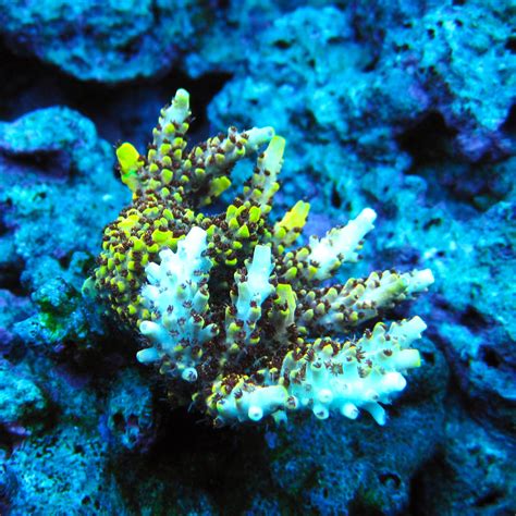 Pwc Pikachu Acropora Prestige Worldwide Corals