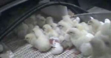 Spencer Hatchery Says Chick Euthanasia Violation Corrected The Gazette