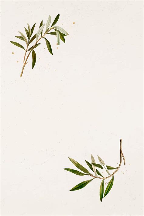 Olive Leaf Images Free Photos Png Stickers Wallpapers And Backgrounds