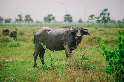 Fotos Gratis Pastar Bovino Pasto Búfalo De Agua Fauna Silvestre