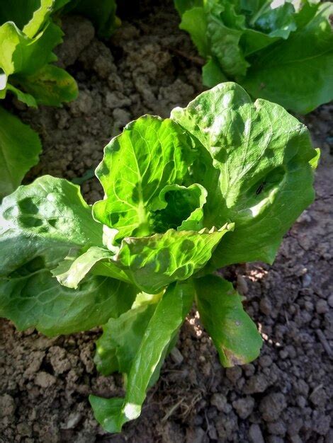 Letuce Ripe Images Free Download On Freepik