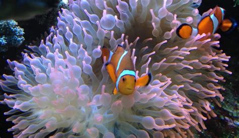 Especies De Anêmona Do Mar Tipos Com Nome E Fotos Mundo Ecologia