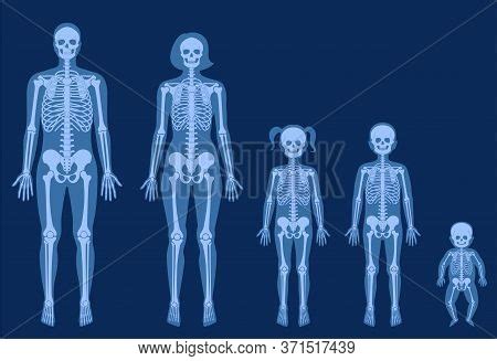 Human Skeleton Female Vs Male