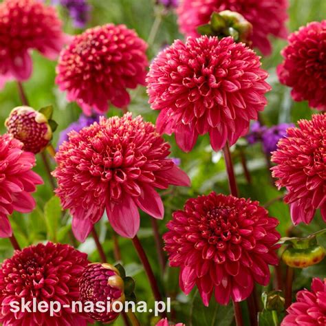 Dalia Alyshia W Sklep Nasiona Sprawdź Darmową Wysyłkę