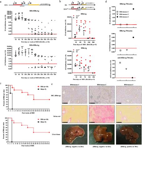 Hbv Plasmid B56 Transfected Via Hydrodynamic Injection Hdi Displays Download Scientific