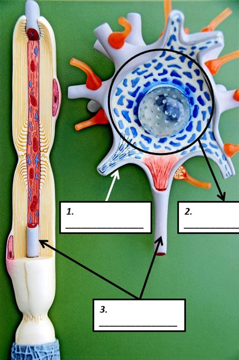 Biol 2401 Lab 4 Practical Exam Neuron Diagram Quizlet