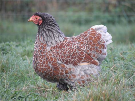Are Blue Laced Wyandottes Good Chickens Auxr
