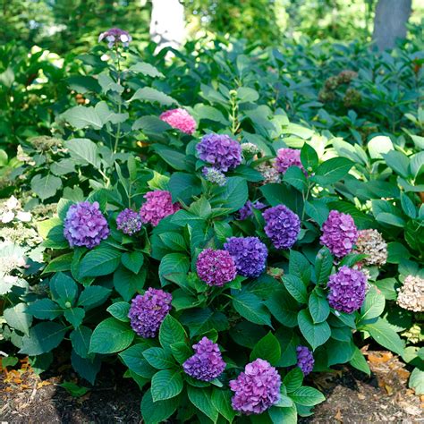 Lets Dance® Rave® Bigleaf Hydrangea Discontinued