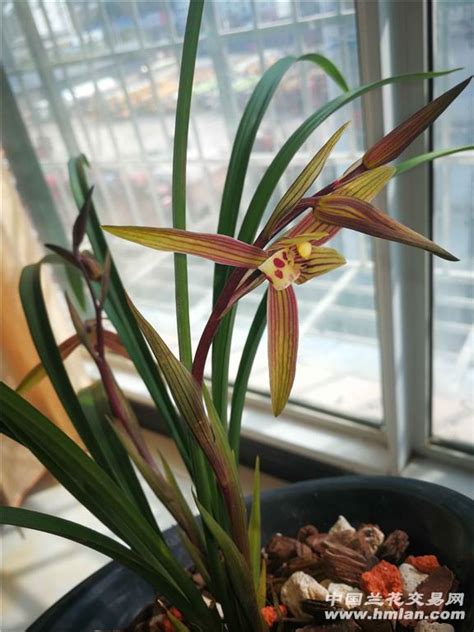 春兰春丽春兰翠盖荷第3页大山谷图库