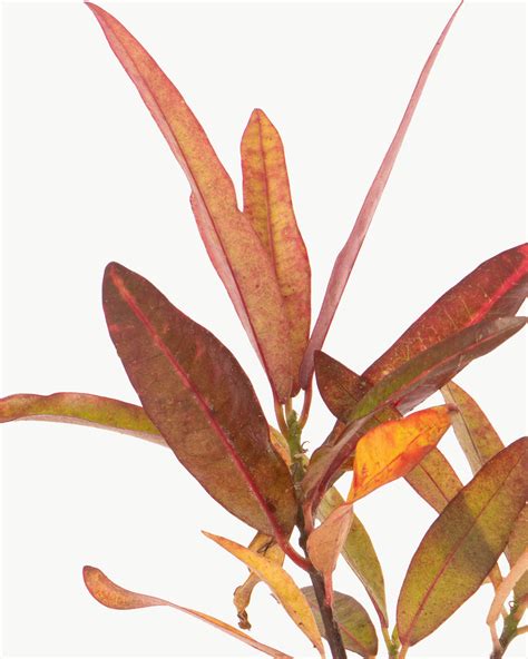 Lil Croton Codiaeum Excurrens Croton Prickle Plants