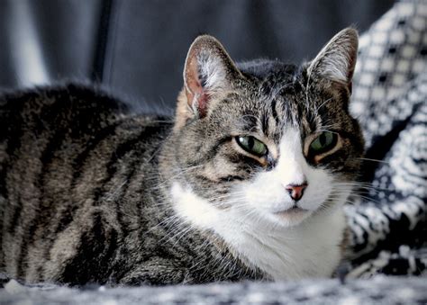 Gato Doméstico Información De Raza De Gato Foto Cuidado Historia