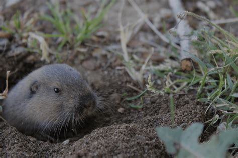 Riverside Cas 1 Pest Control Wildlife Removal And Pest Exterminator