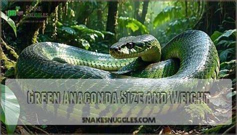 Largest Snake Breeds In The World Giants That Will Amaze You