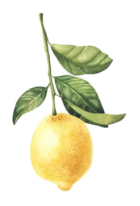 Fruit De Citron Aquarelle Avec Feuilles Illustration Dessinée à La Main