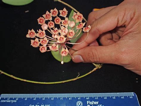 Hoya Apoensis Apocynaceae