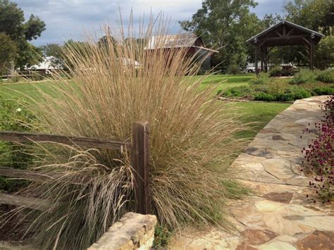 Lindheimer Muhly Grass Texas Superstar For Texas Landscaping Garden Guy Inc