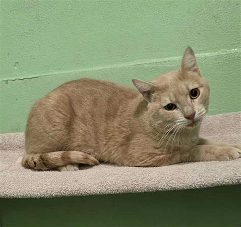 A Milano E In Sicilia Micio Lino E I Cuccioli Luna Elvira E Sam Si