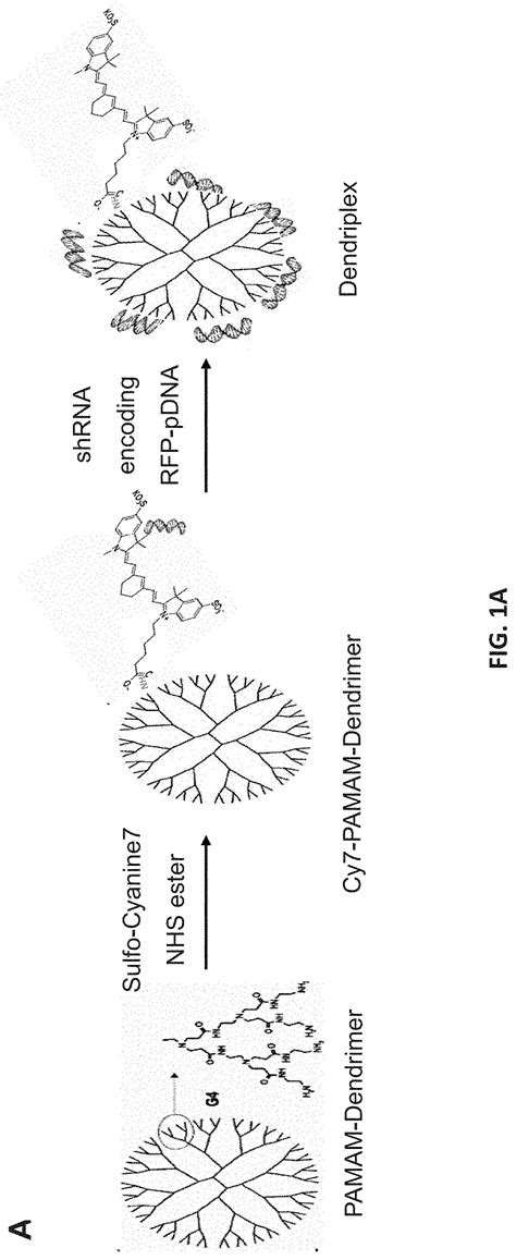 Methods Of Downregulating Ccl20 Genes For Treatment Of Traumatic Brain