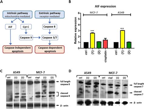 Pathways Involved In Apoptosis A Schematic Overview Of Factors