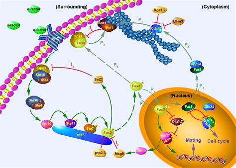 Global Quantitative Understanding Of Non Equilibrium Cell Fate Decision