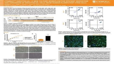 Stemdiff™ Endothelial A New Culture Workflow For Efficient Derivation And Expansion Of
