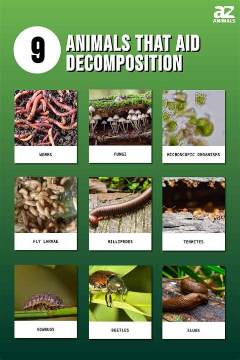 Does Plants Benefit From Decomposers At Roger Monday Blog