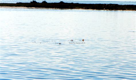 Redfish Schooling Kenjo Fly Fishing Charters