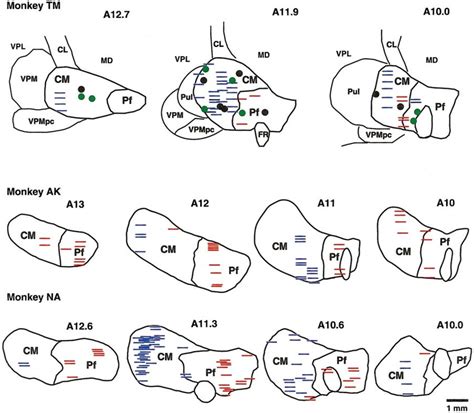Sites At Which Short Latency And Long Latency Facilitatory Responses