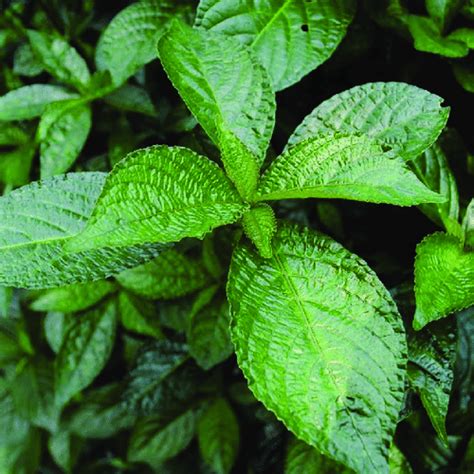 Organic Black Face General Strobilanthes Crispus Shripathigroup