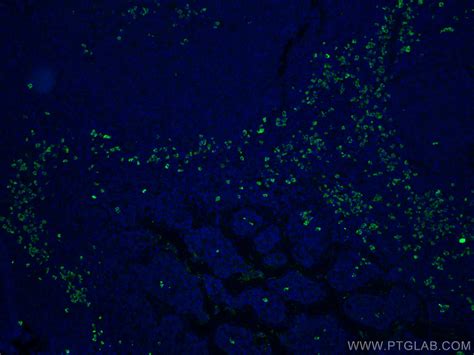 Human Ig Lambda Light Chain Antibody 20758 1 Ap Proteintech