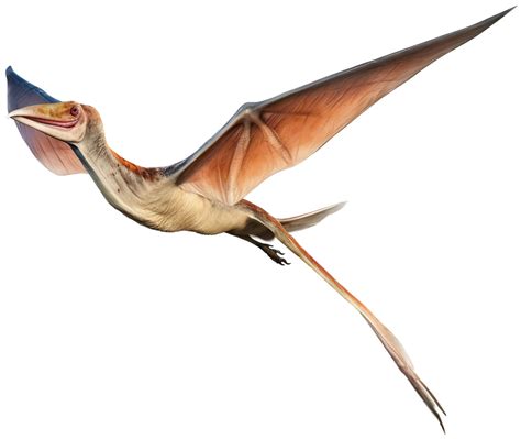 Pteranodon Flying With 24586449 Png