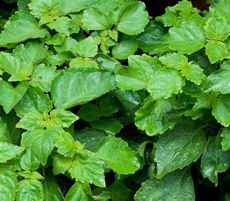 Patchouli Óleos Essenciais Aromach Ingredientes