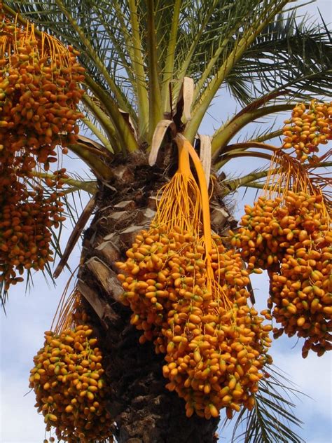 Eating Fresh Dates