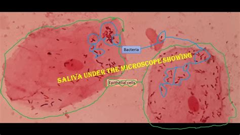 Saliva Under Microscope Labeled Saliva Microbiome Analysis As A