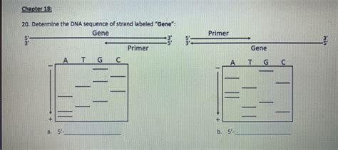 Solved Chapter 18 20 Determine The Dna Sequence Of Strand